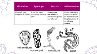 Schistosoma Hematobium and Bladder Cancer..pptx
