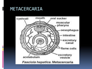 Fasciola Hepatica Metacercaria