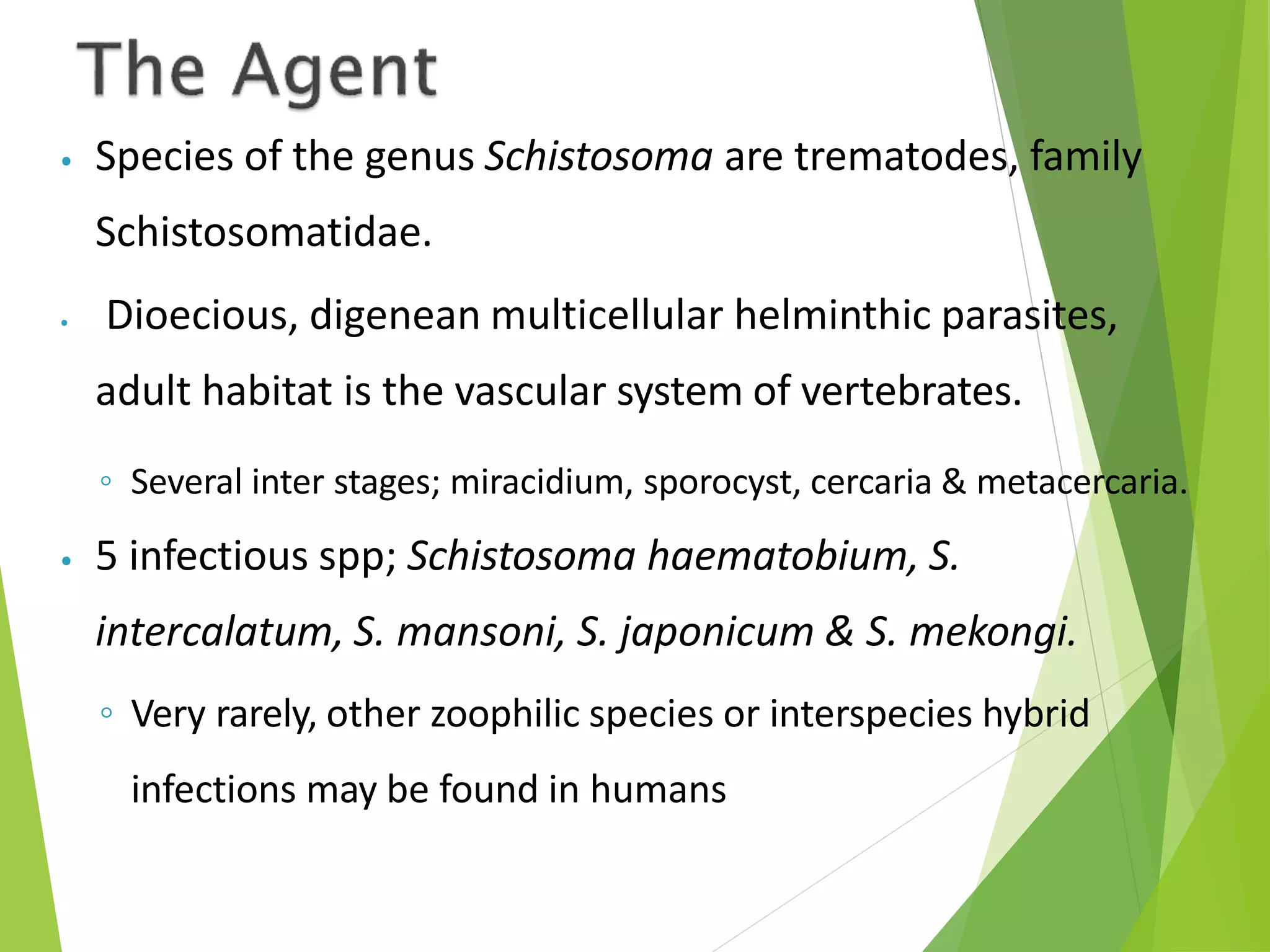 schistosoma presentation.pptx