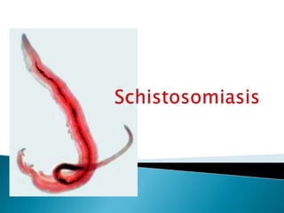 schistosoma presentation.pptx