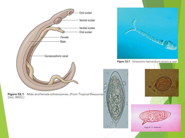 schistosoma presentation.pptx