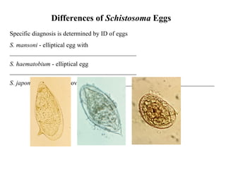 Schistosoma Haematobium Diagram