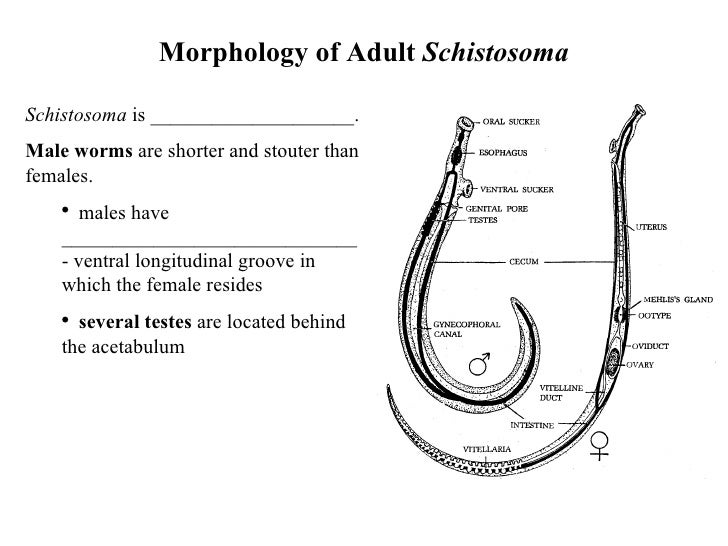 Schistosomes