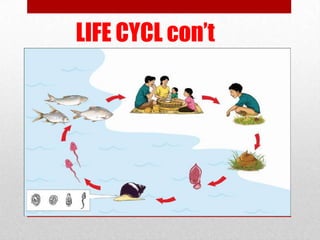 Schistosomiasis | PPTX