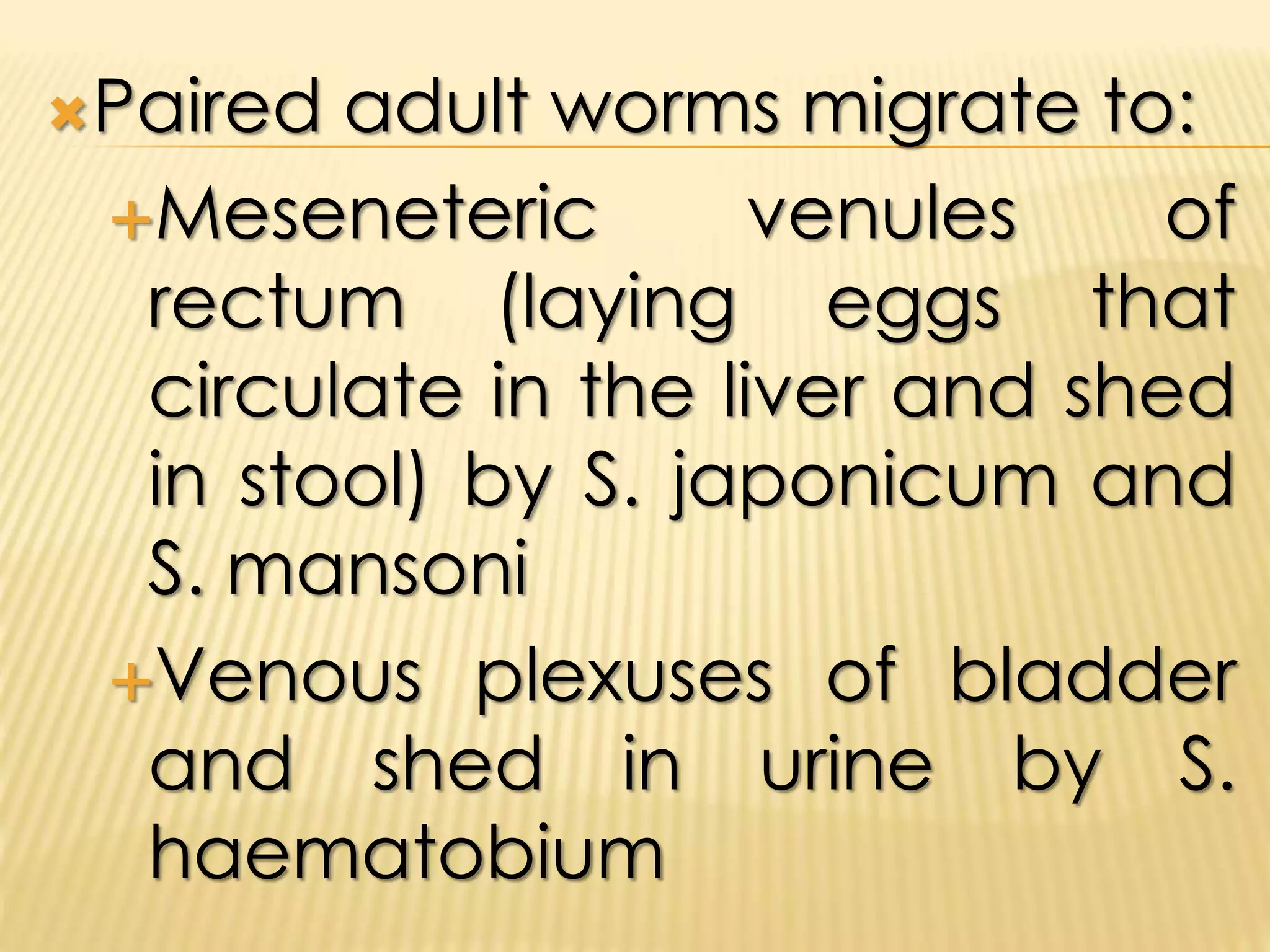 Schistosomiasis | PPTX
