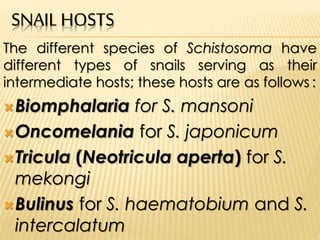 Schistosomiasis | PPTX
