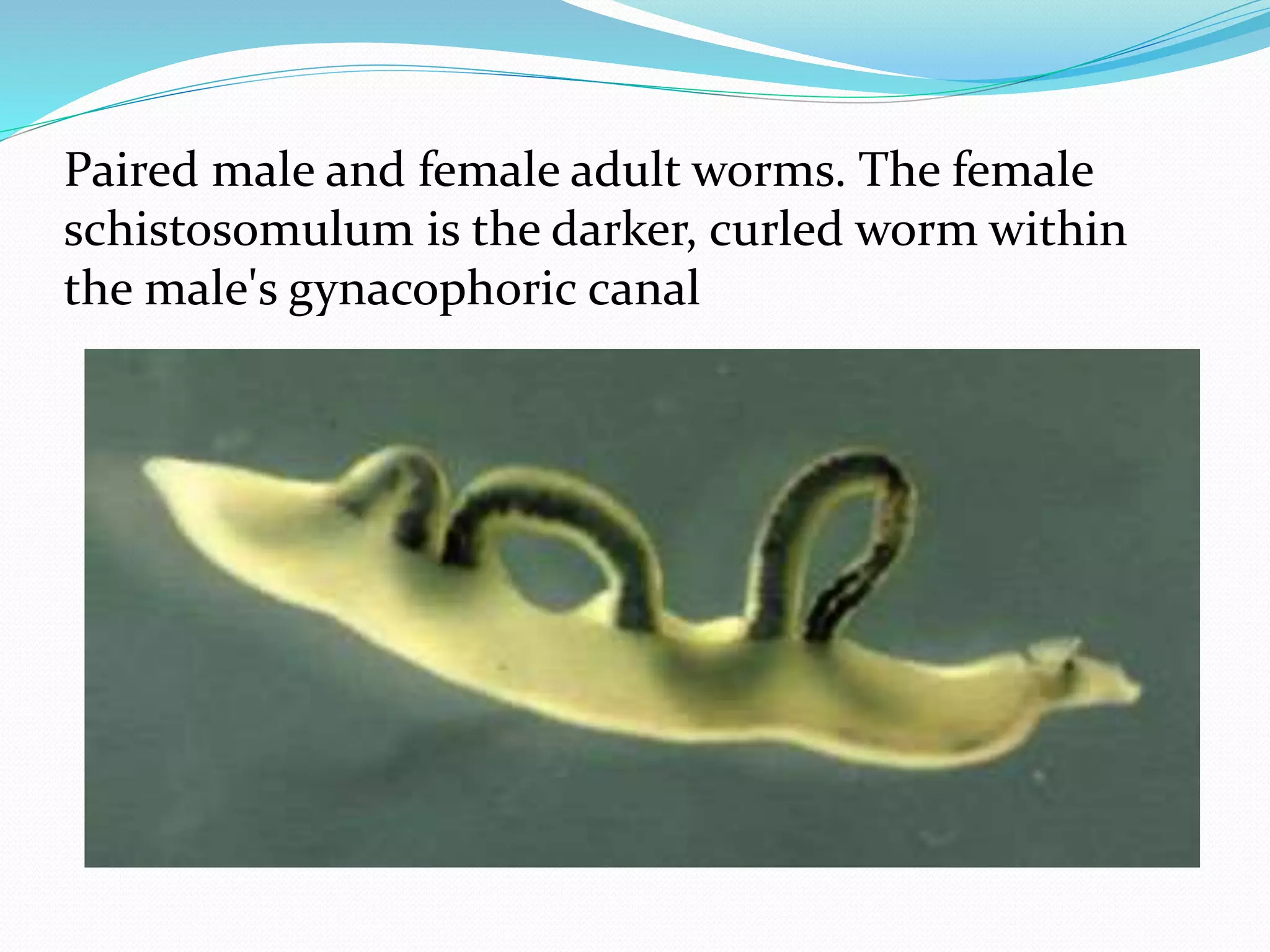 Schistosomiasis | PPTX