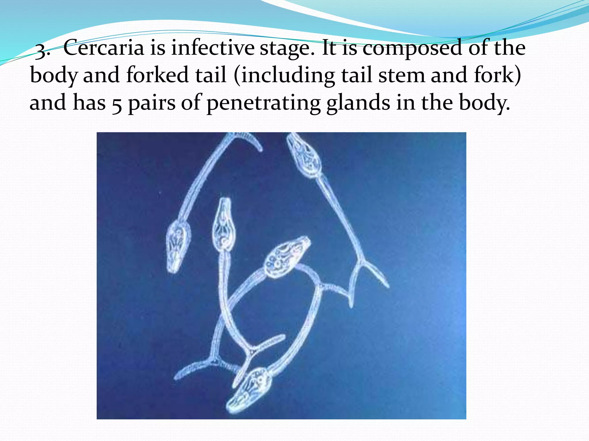 Schistosomiasis | PPTX