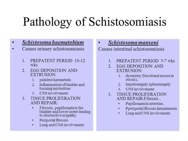 Schistosomiasis | PPTX | Infectious Diseases | Diseases and Conditions