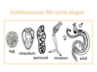 Schistosoma Japonicum Miracidia