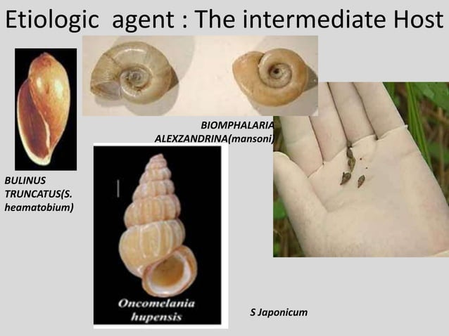 Neglected tropical diseases - Schistosomiasis (bilharzia) | PPTX