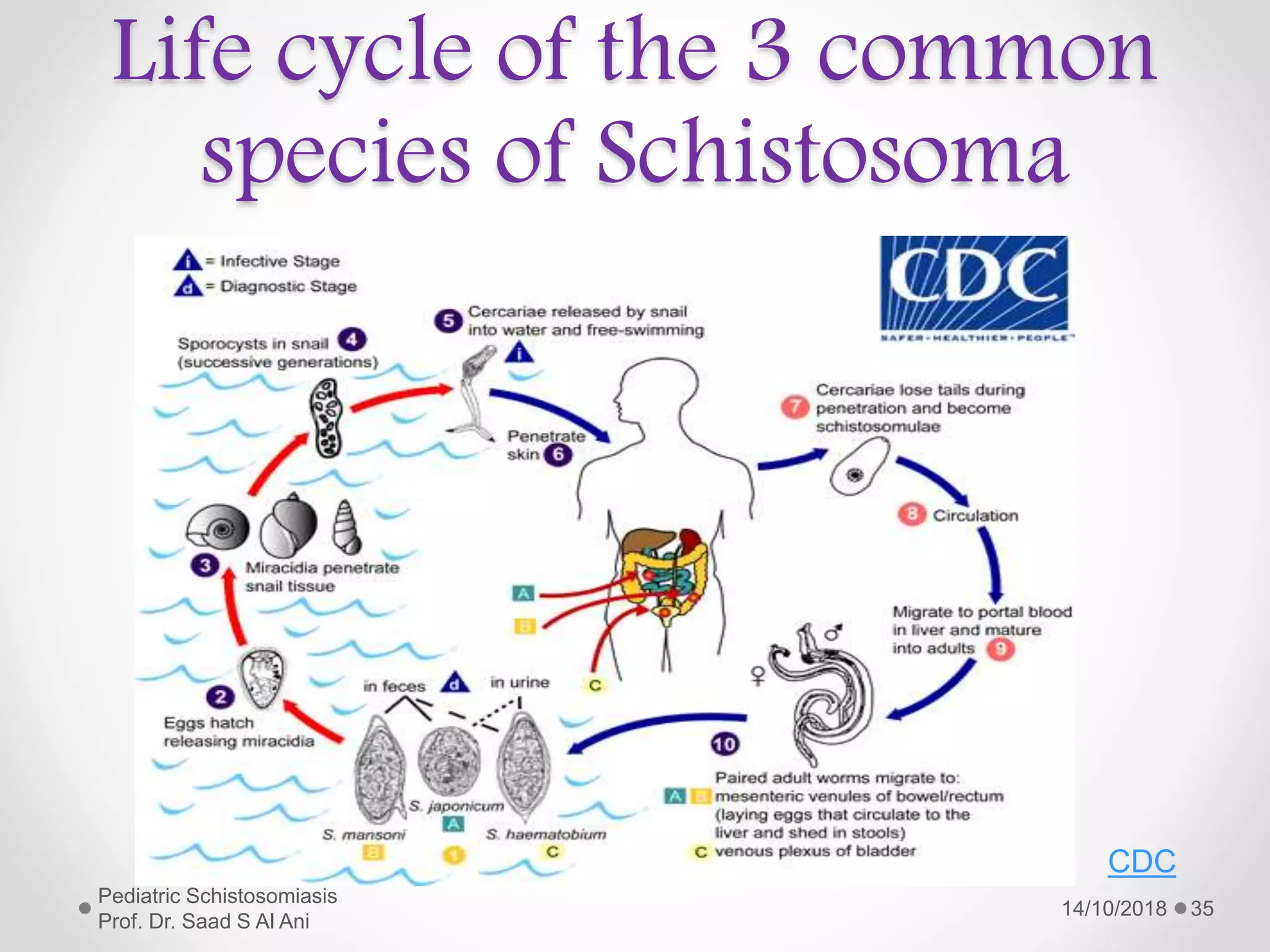 Schistosomiasis | PPTX