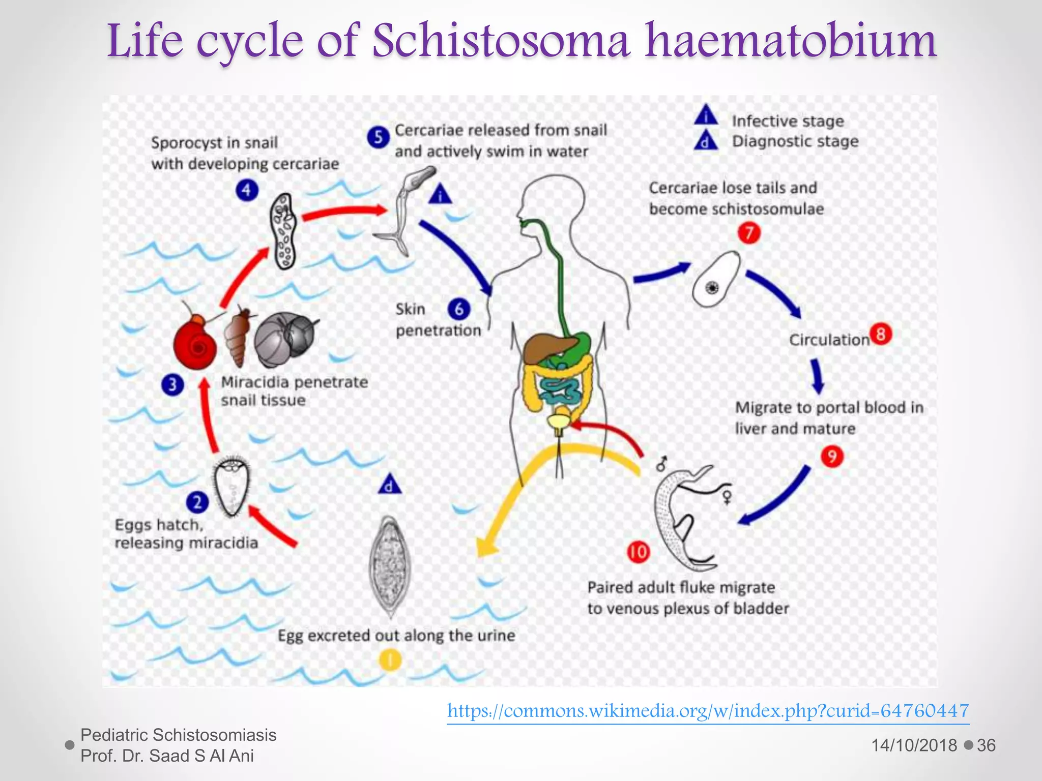Schistosomiasis | PPTX