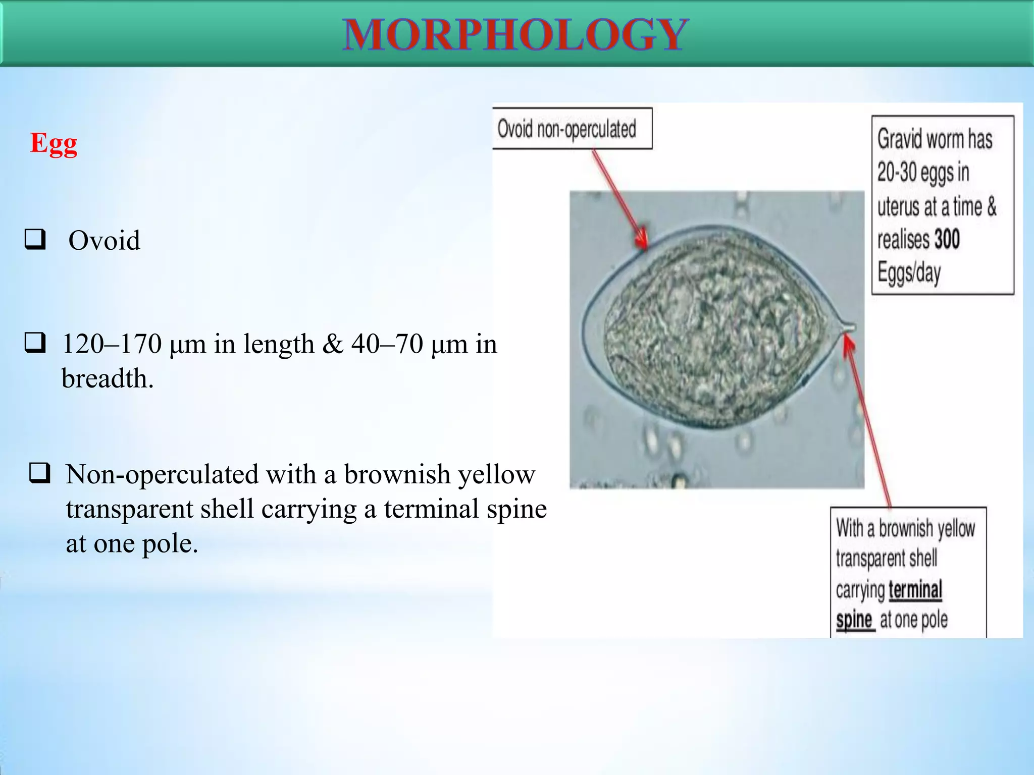 Schistosomiasis | PDF