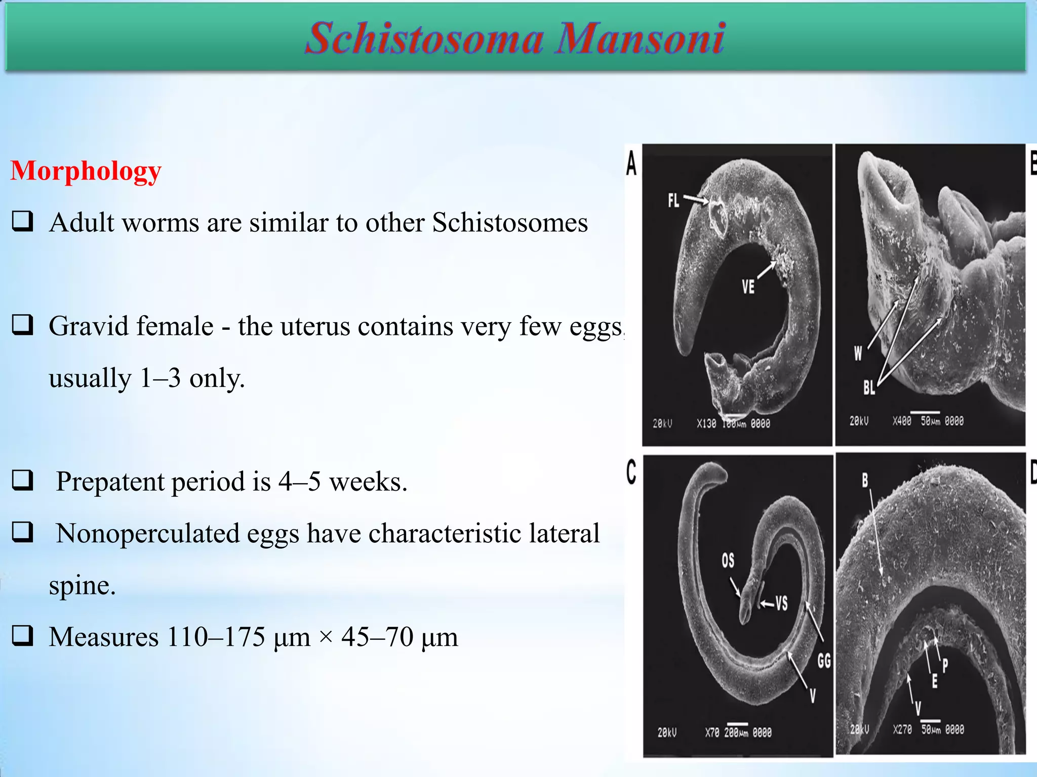 Schistosomiasis | PDF