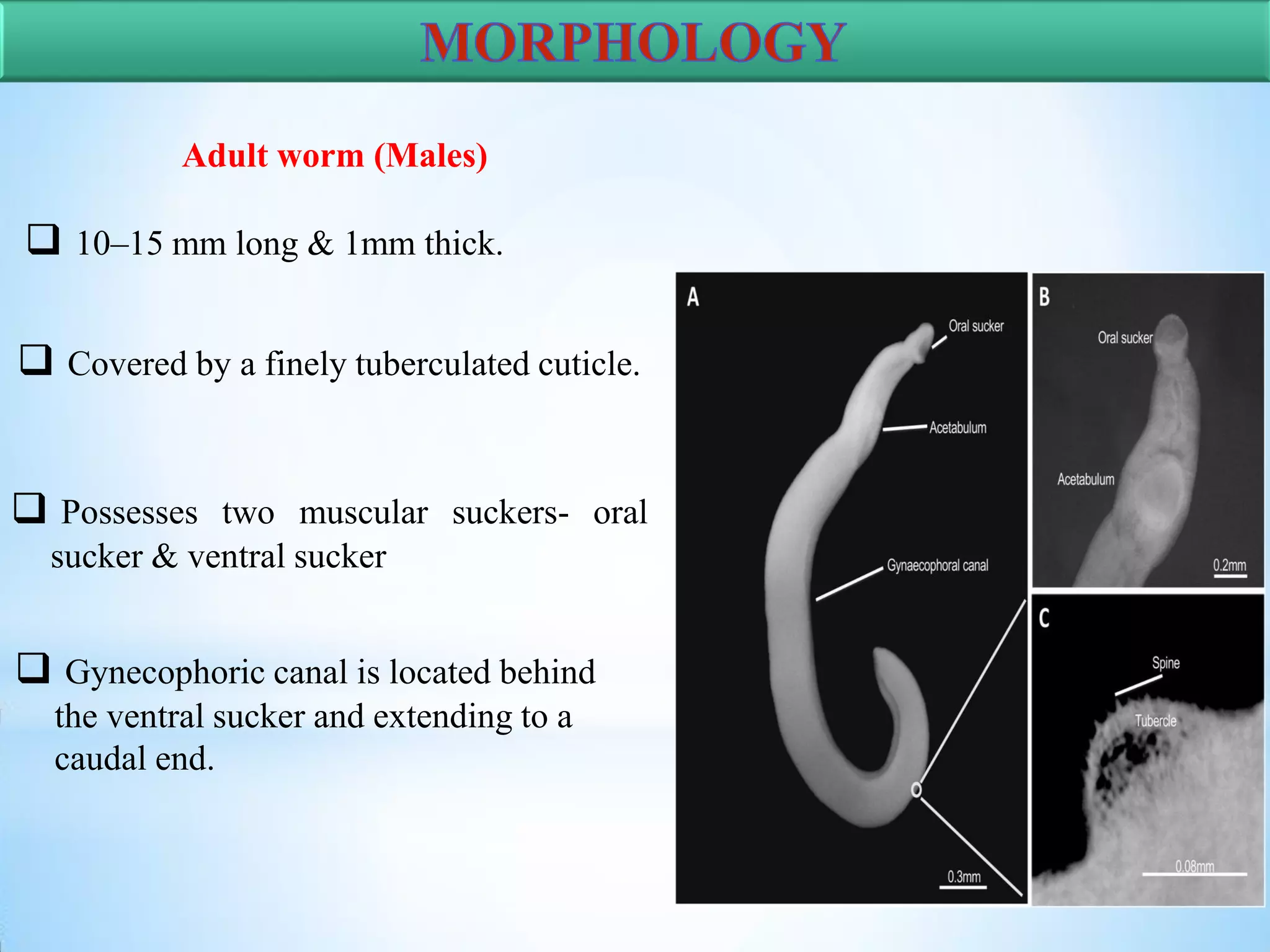 Schistosomiasis | PDF