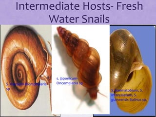 SCHISTOSOMIASIS.pptx