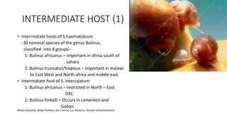 SCHISTOSOMIASIS.pptx | Free Download