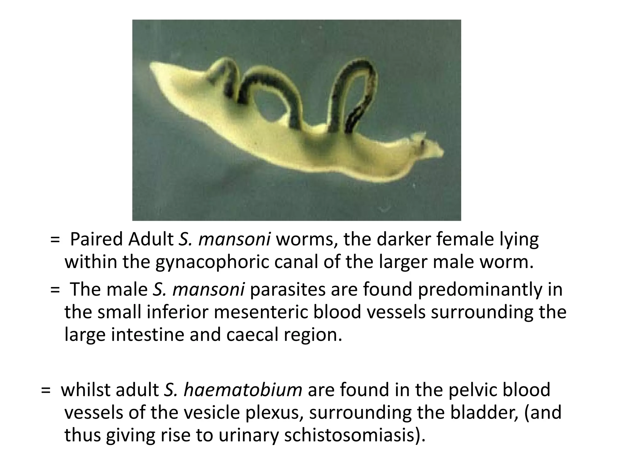 schistosomiasis.pdf | Free Download