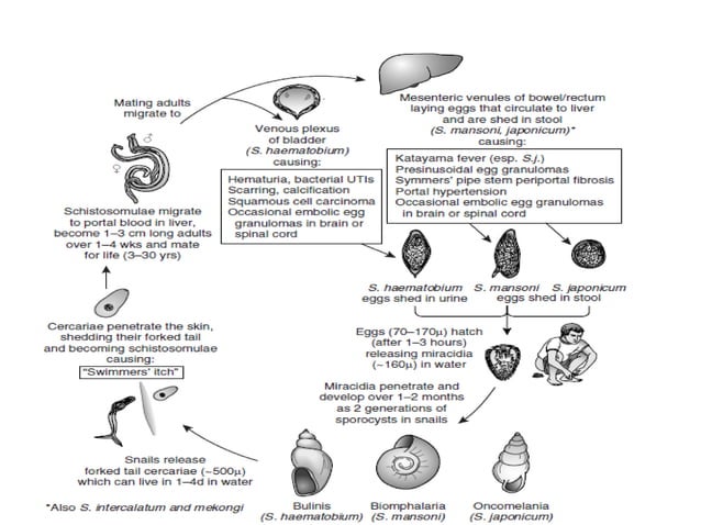 schistosomiasis.pdf