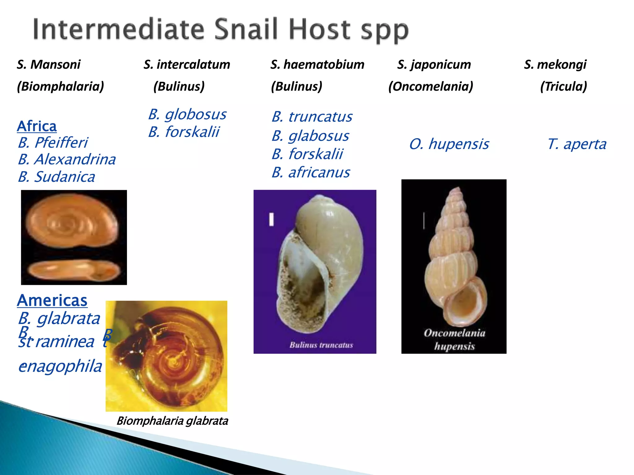 schistosomiasis.pptx