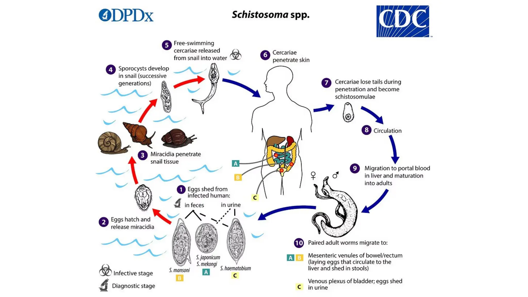 schistosomiasis PowerPoint presentation ... | PPTX