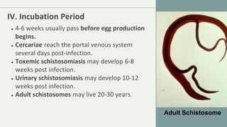 SCHISTOSOMIASIS Power Point Presentation | PDF