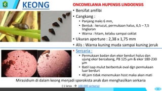 Schistosomiasis2023.pptx