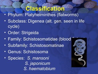 Schistosomiasis dr.rafal | PPT