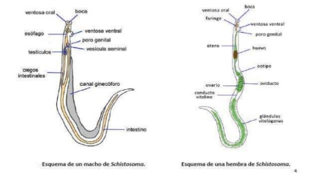 Schitosoma mansoni by Merana Liranzo