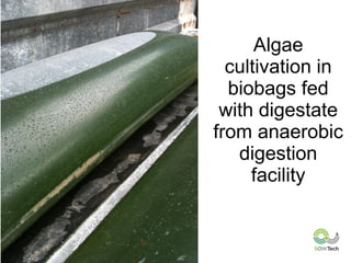 Cambridge | Jan-14 | Bioenergy from Plants and Algae: Biomass and ...