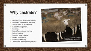 Comparison of ram, wether, and short-scrotum lambs for growth and ...