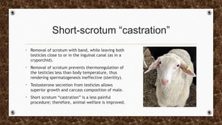 Comparison of ram, wether, and short-scrotum lambs for growth and ...