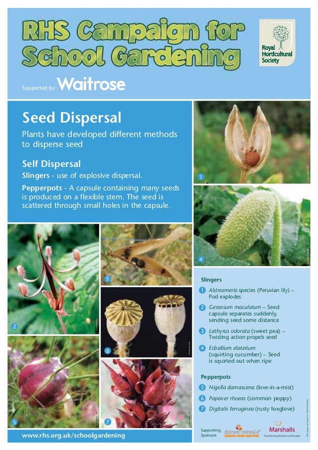 Seed Dispersal Posters ~ Teacher Guide, Organic Gardening