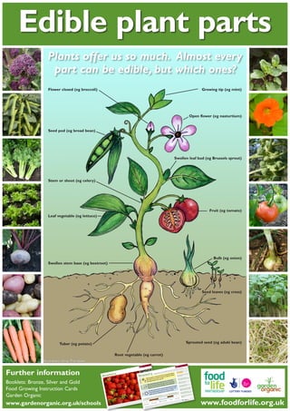 Edible Plant Parts ~ Teacher Guide, Organic Gardening | PDF