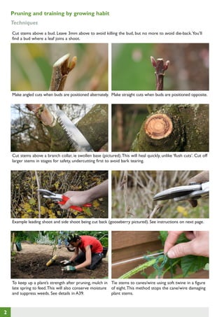 Pruning and Training Fruit ~ Teacher Guide, Organic Gardening | PDF