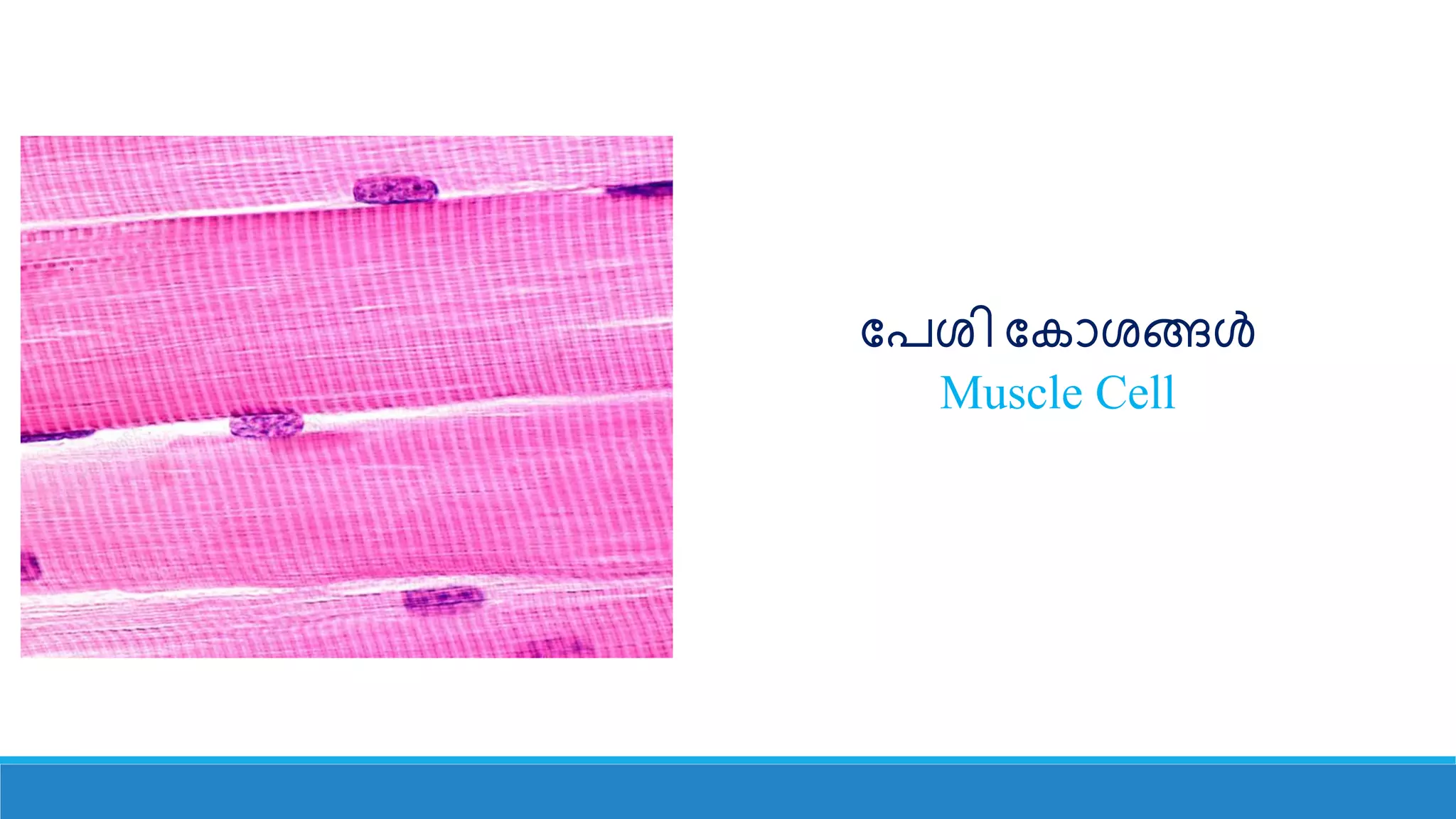 School internship lesson plan 2 tissues | PPTX