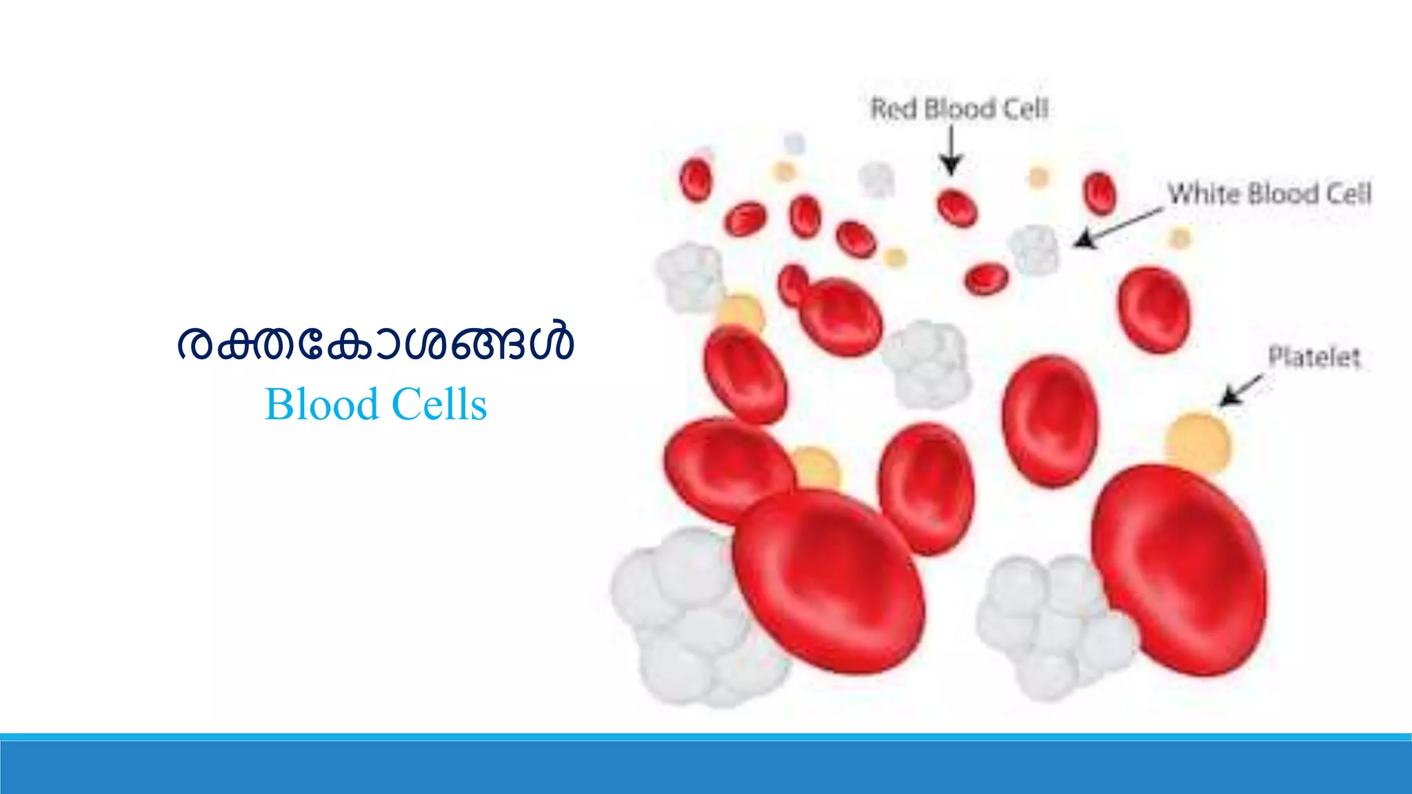 School internship lesson plan 2 tissues | PPTX