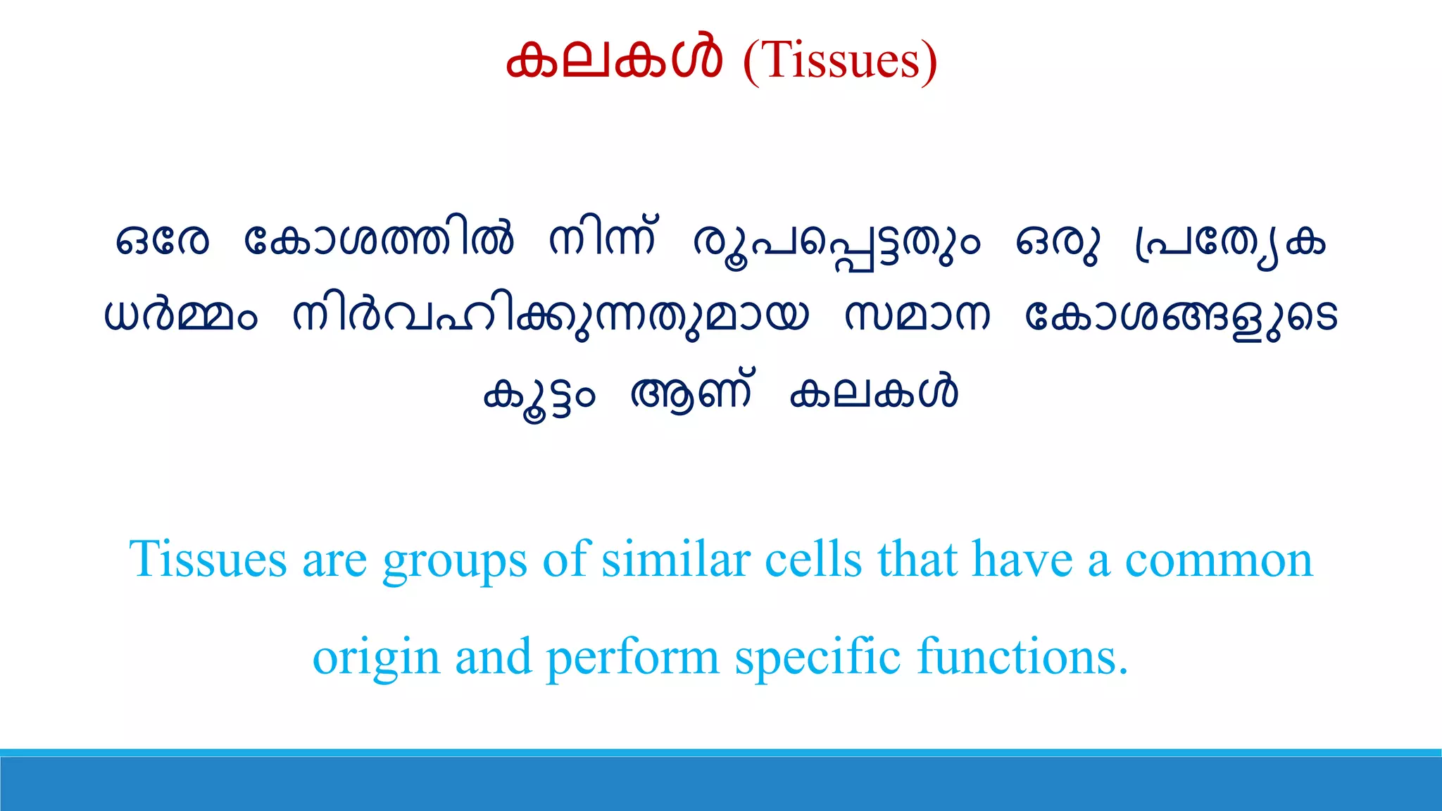 School internship lesson plan 2 tissues | PPTX
