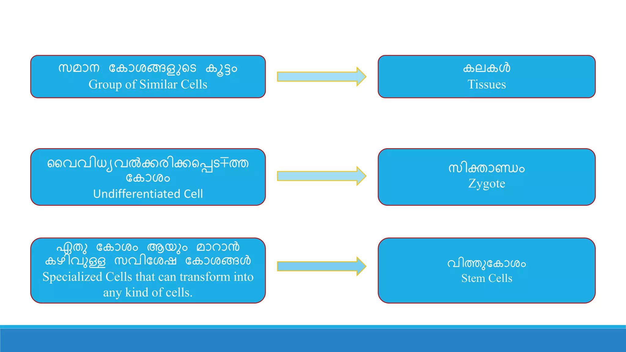 School internship lesson plan 2 tissues | PPTX