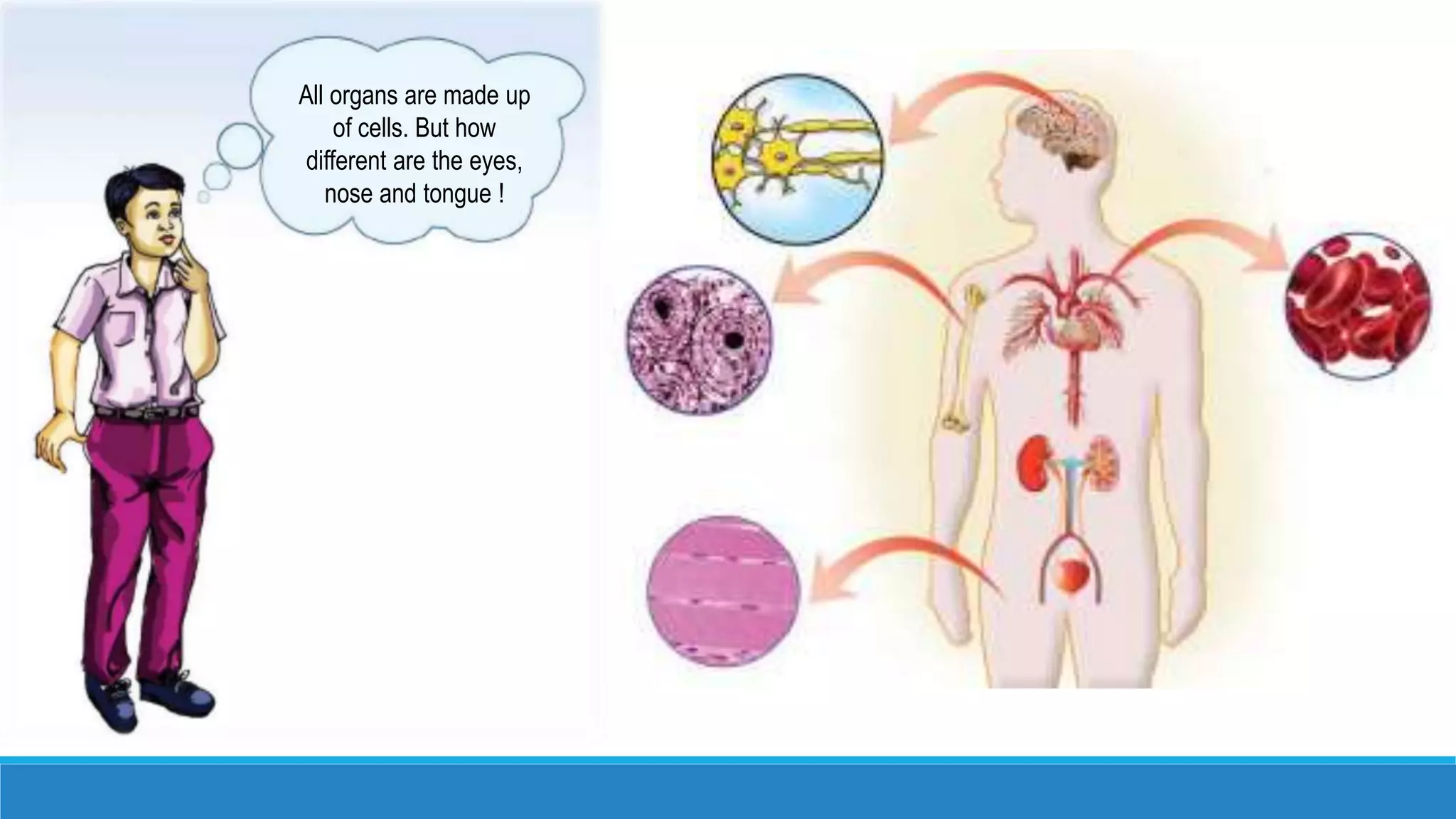 School internship lesson plan 2 tissues | PPTX