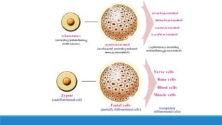 School internship lesson plan 2 tissues | PPTX