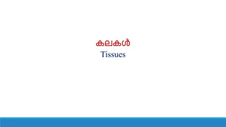 School internship lesson plan 2 tissues | PPTX