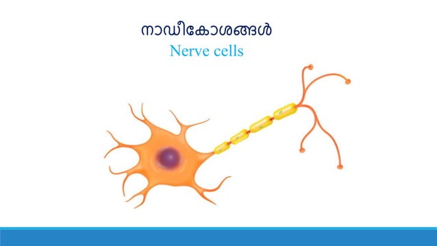 School internship lesson plan 2 tissues | PPTX