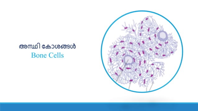 School internship lesson plan 2 tissues | PPTX