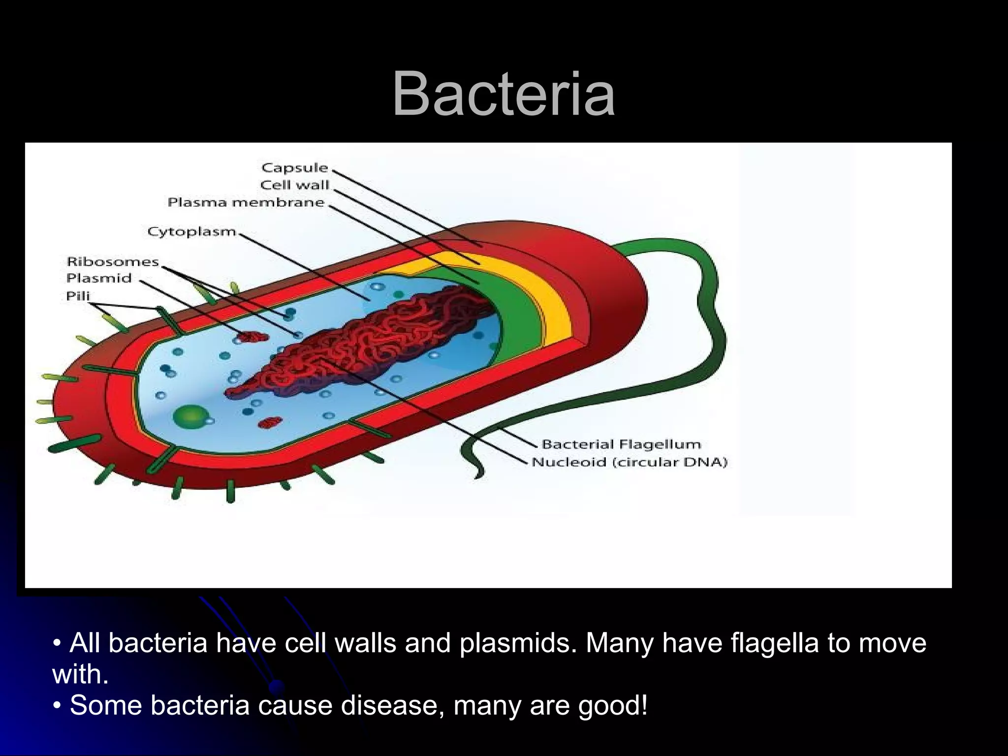 Bacteria | PPT | Biological Sciences | Science