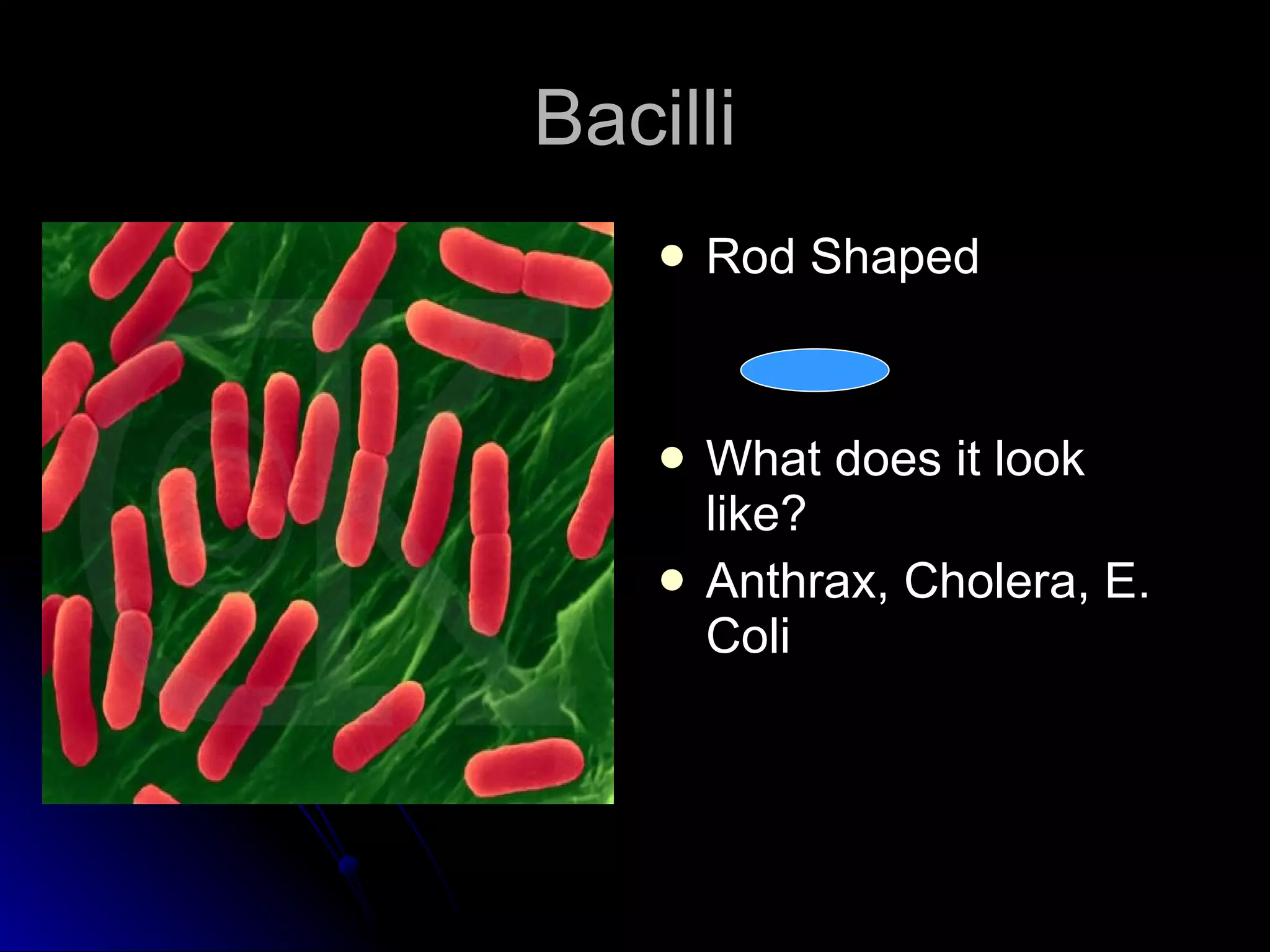 Bacteria | PPT | Biological Sciences | Science
