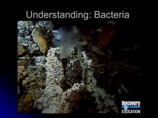 Bacteria | PPT | Biological Sciences | Science