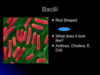 Bacteria | PPT | Biological Sciences | Science