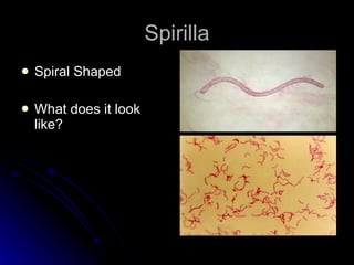 Bacteria | PPT | Biological Sciences | Science